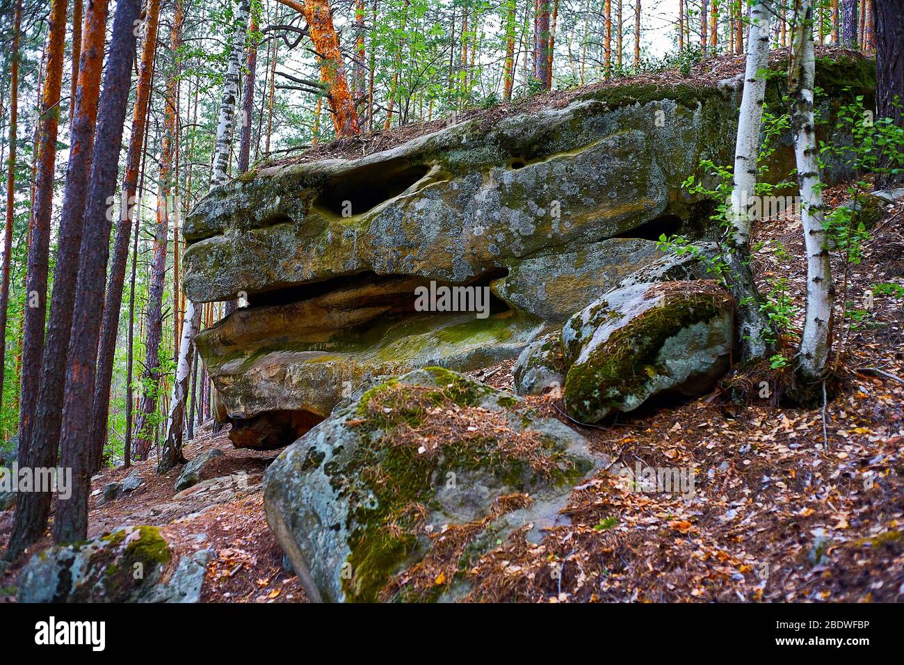 Large rocks in the pine forest. National park Stock Photo - Alamy