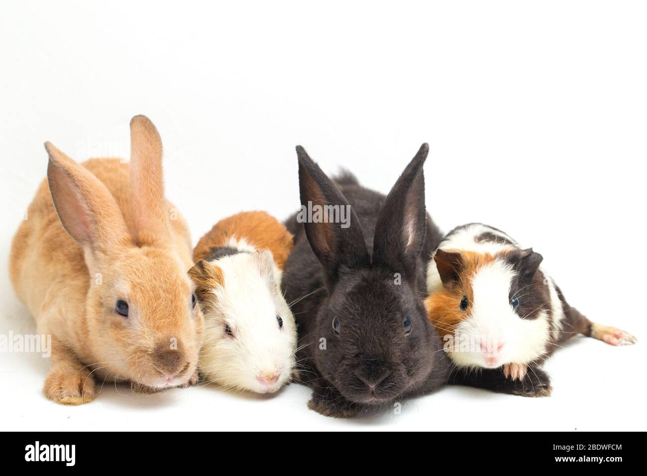 Cute little rex black rabbit and guinea pig isolated on white ...