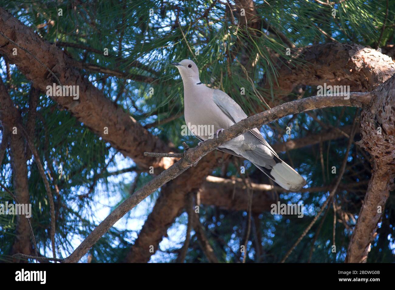 An african collared dove Stock Photo - Alamy