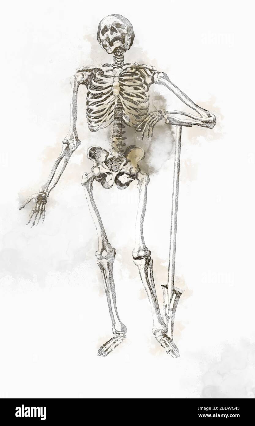Digitally enhanced image of a Male full body front skeleton woodcut ...