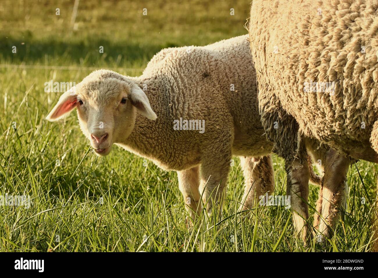Close-up of a cute small lamb standing behind its mother sheep and ...