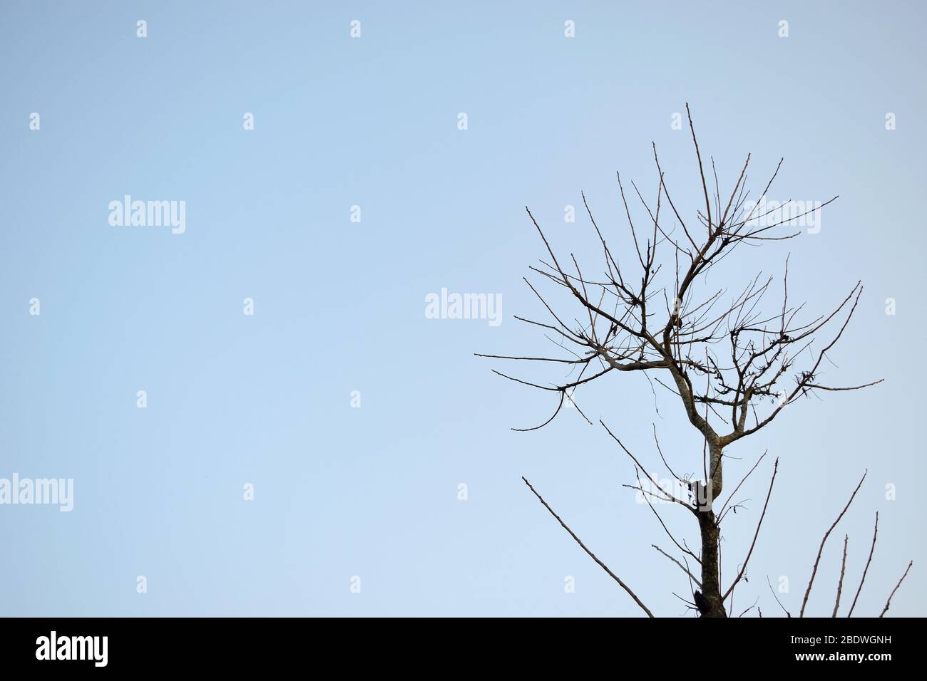 Leafless plant hi-res stock photography and images - Alamy