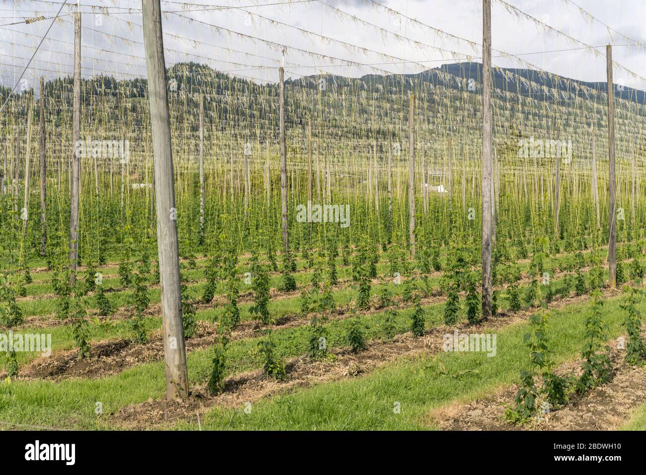 hop plants plantation in green valley, shot in bright spring light near ...