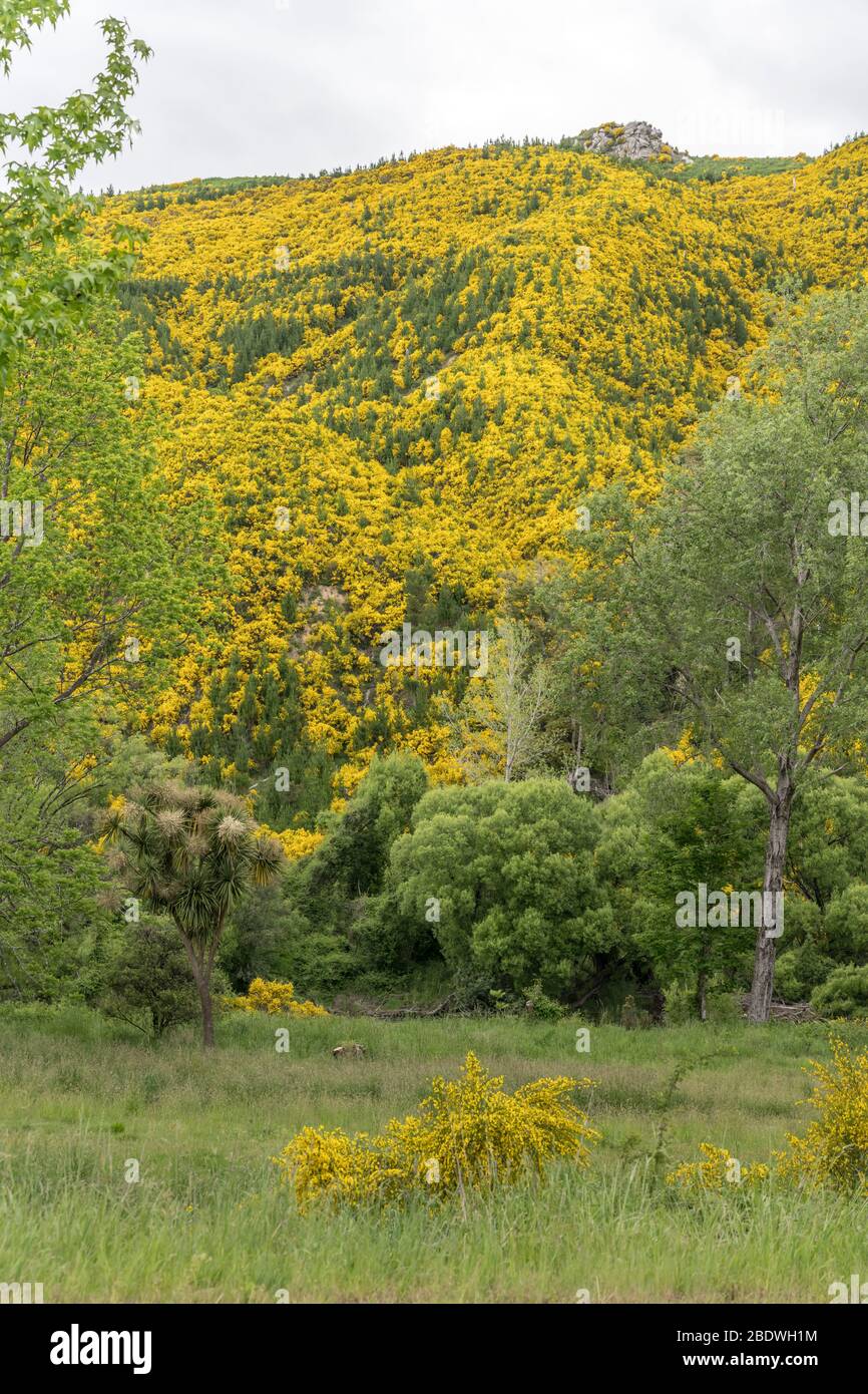 Tapawera hi-res stock photography and images - Alamy