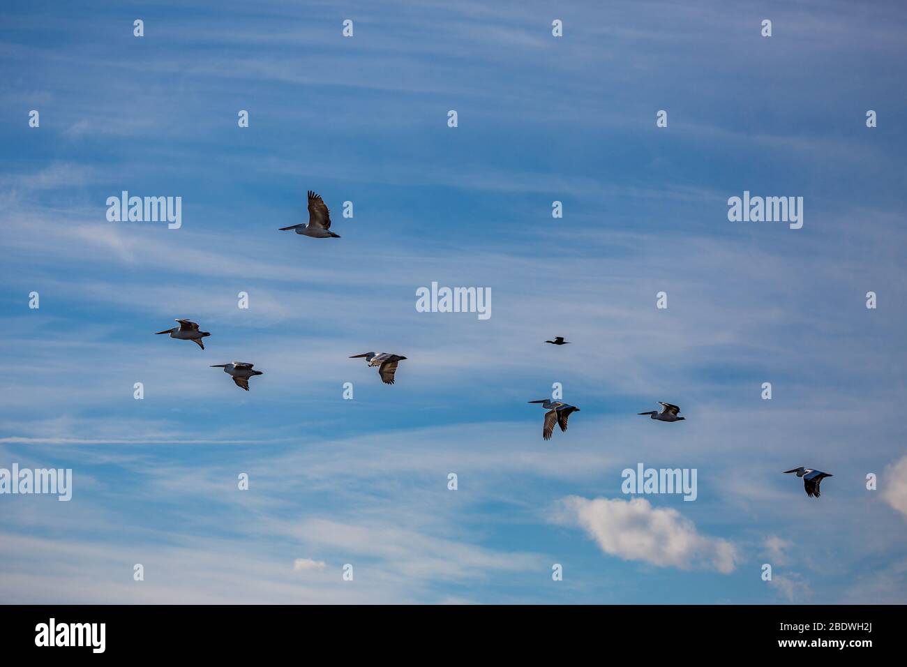 Seven pelican hi-res stock photography and images - Alamy