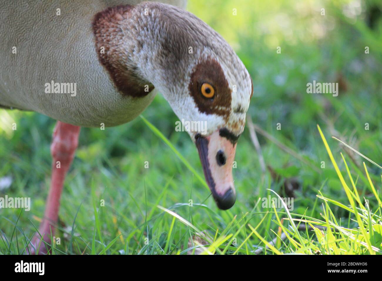 Egyptian goose in citypark Staddijk, Nijmegen the Netherlands Stock ...
