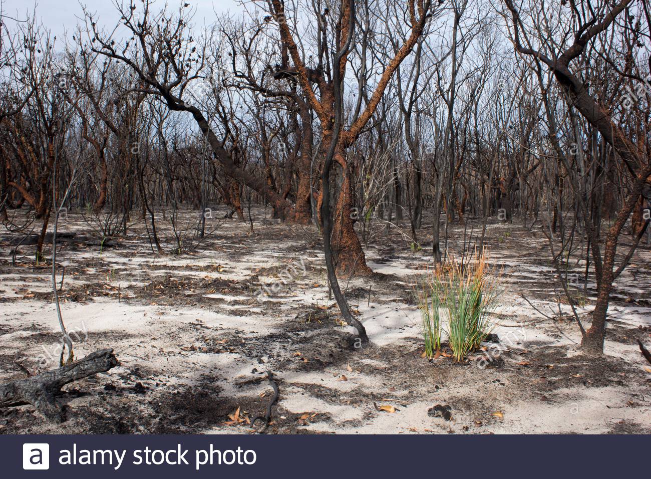 Banksia Fire Stock Photos & Banksia Fire Stock Images - Alamy