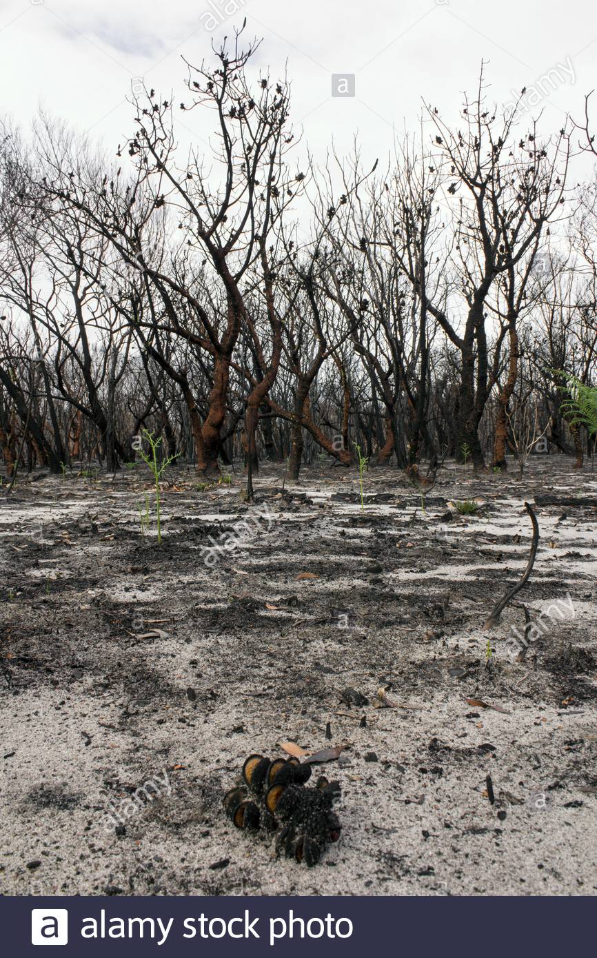 Banksia Fire Stock Photos & Banksia Fire Stock Images - Alamy