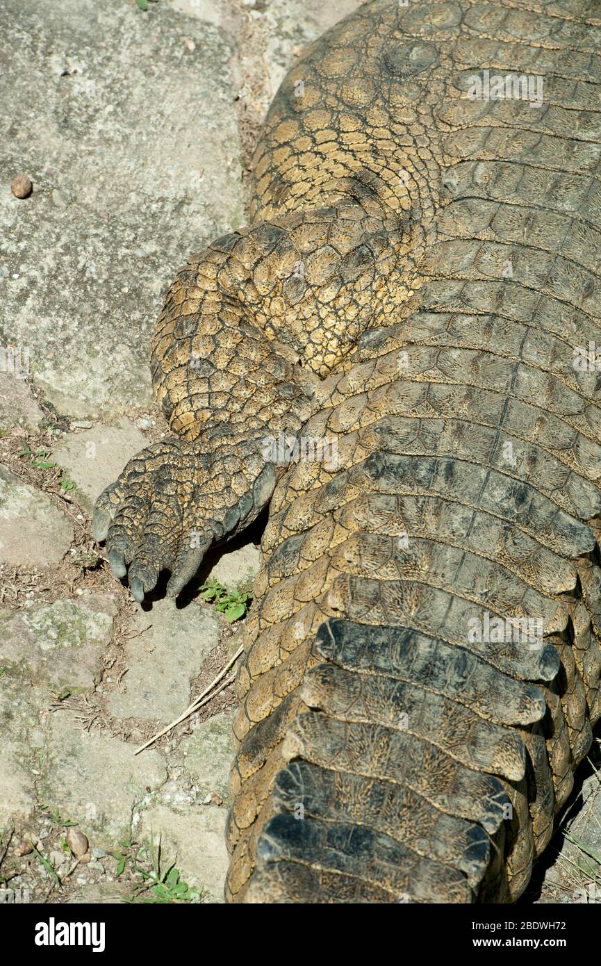Crocodile claw foot hi-res stock photography and images - Alamy