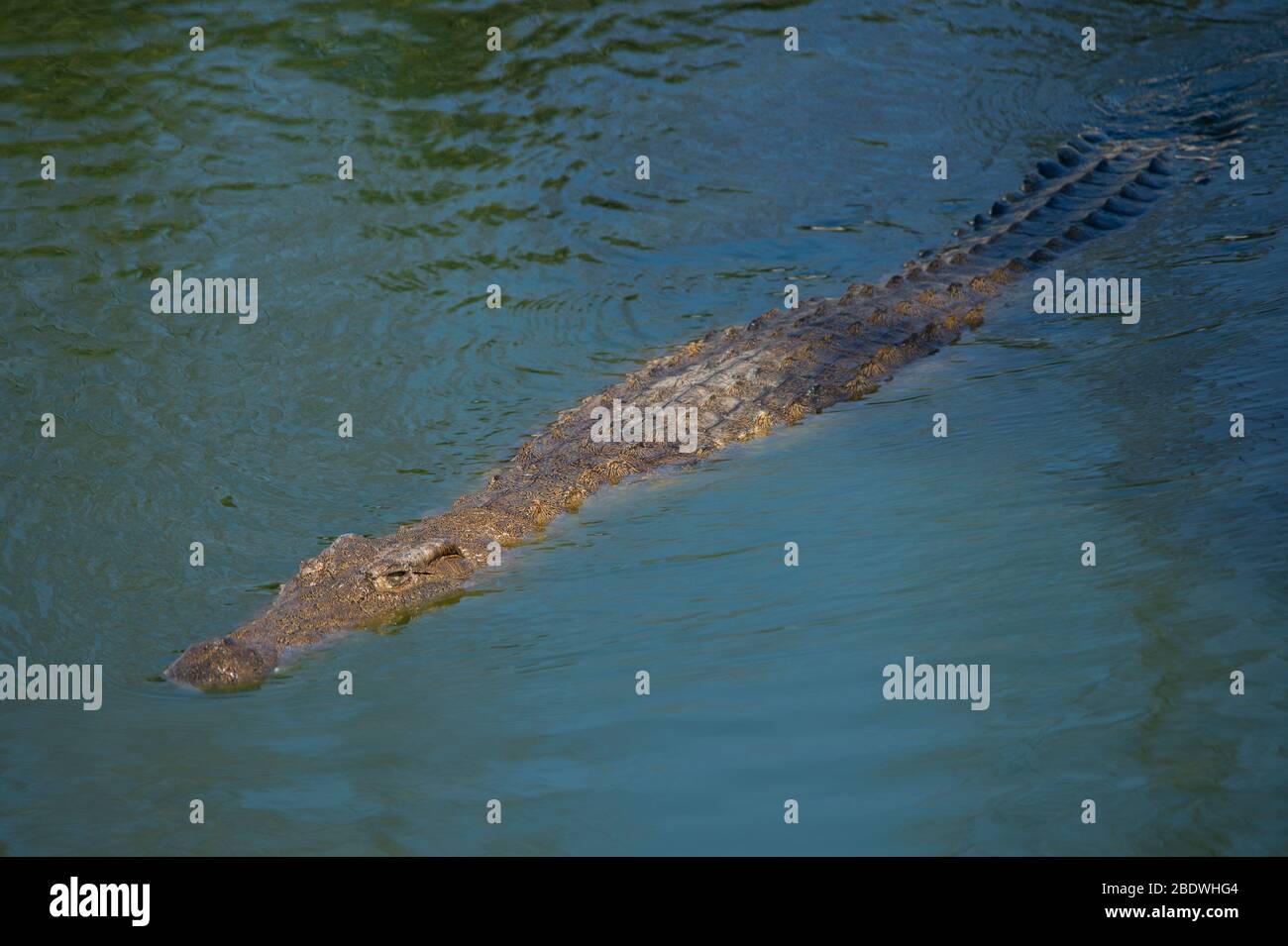 Nile Crocodile, Crocodylus niloticus, floating, Agatha Crocodile Ranch ...