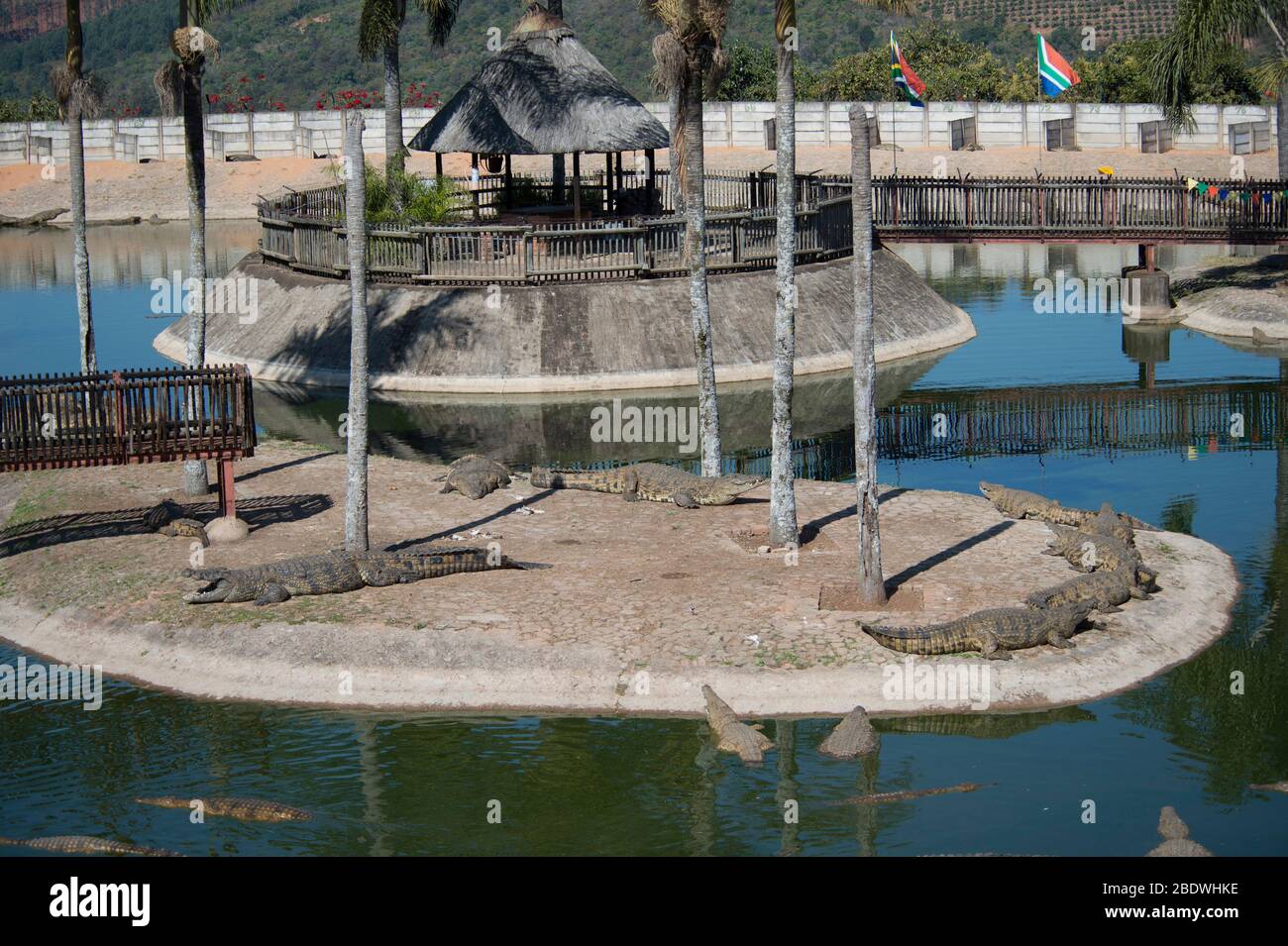 Nile Crocodiles, Crocodylus niloticus, Agatha Crocodile Ranch, Agatha ...