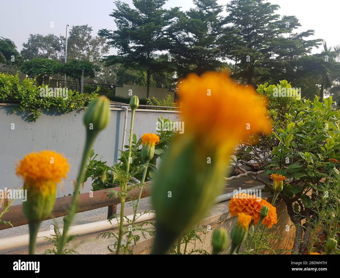 Beautiful marigold flowers on nature background Stock Photo - Alamy