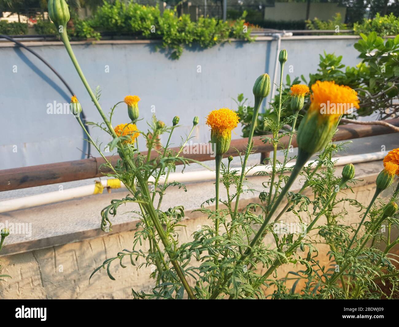 Beautiful marigold flowers on nature background Stock Photo - Alamy