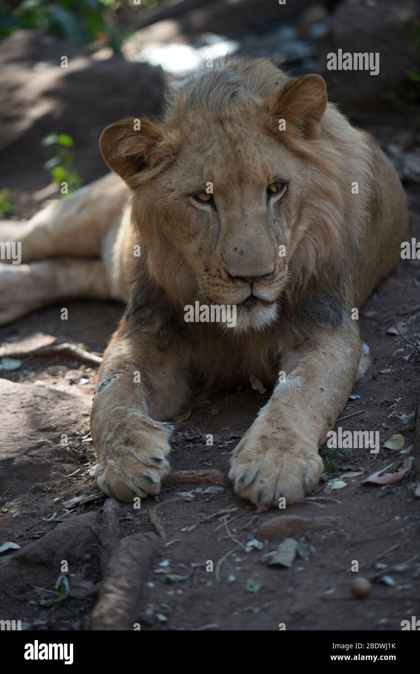 Lion is an apex and keystone predator hi-res stock photography and ...