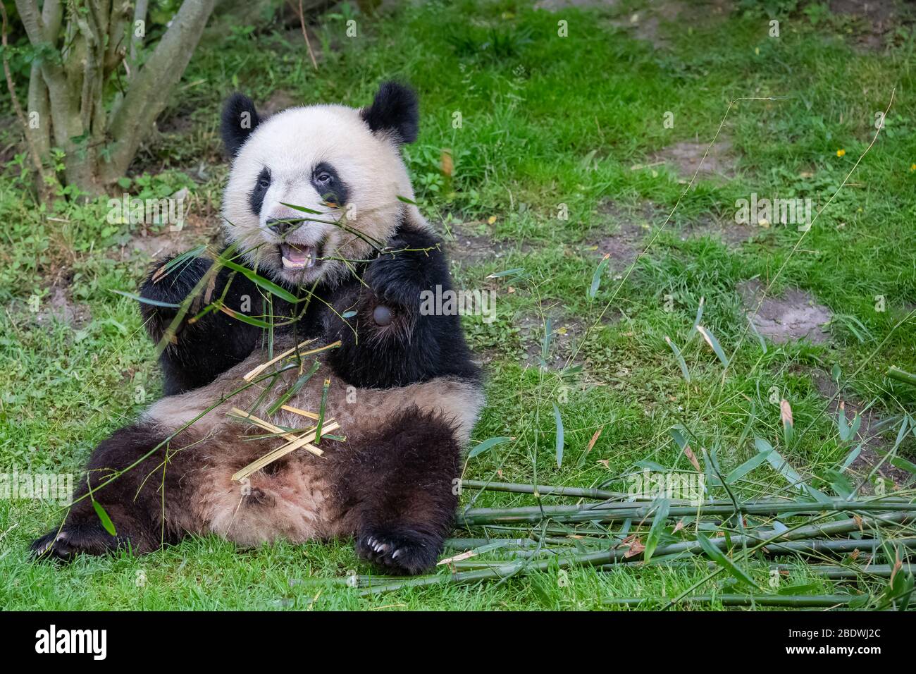 Young giant panda eating bamboo in the grass, portrait Stock Photo - Alamy
