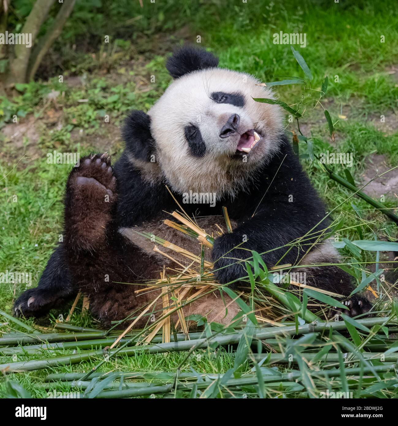 panda scratching his head, funny attitude Stock Photo - Alamy
