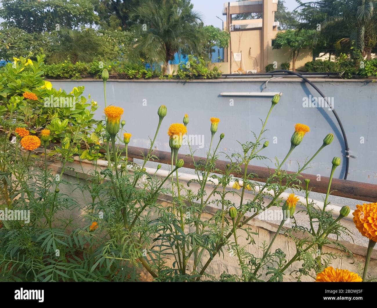Beautiful marigold flowers on nature background Stock Photo - Alamy