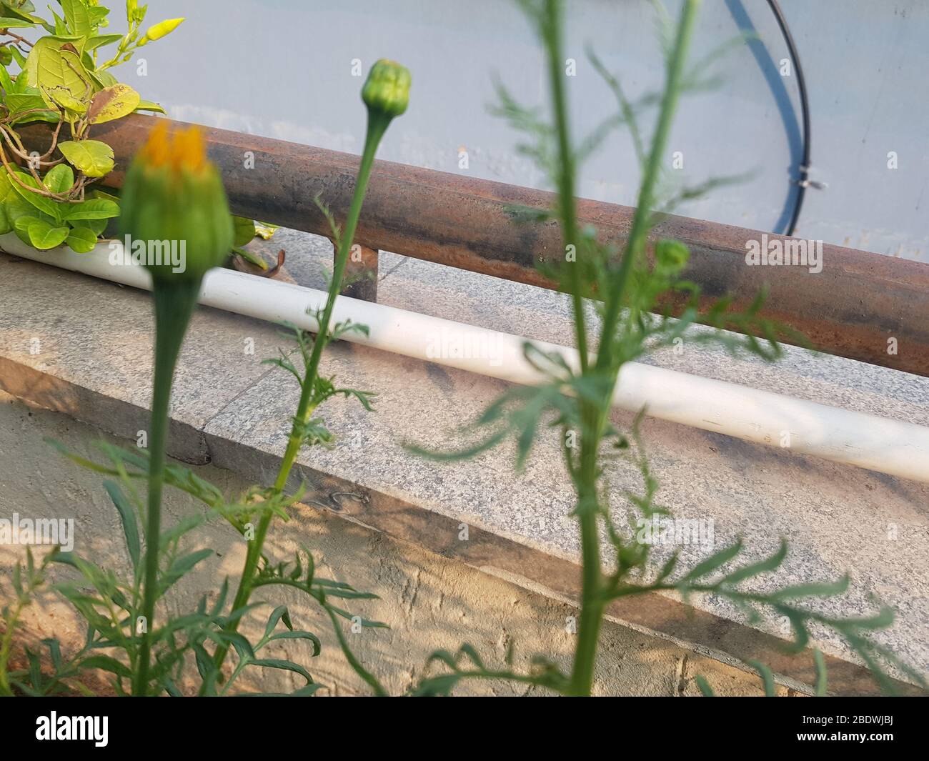 Beautiful marigold flowers on nature background Stock Photo - Alamy
