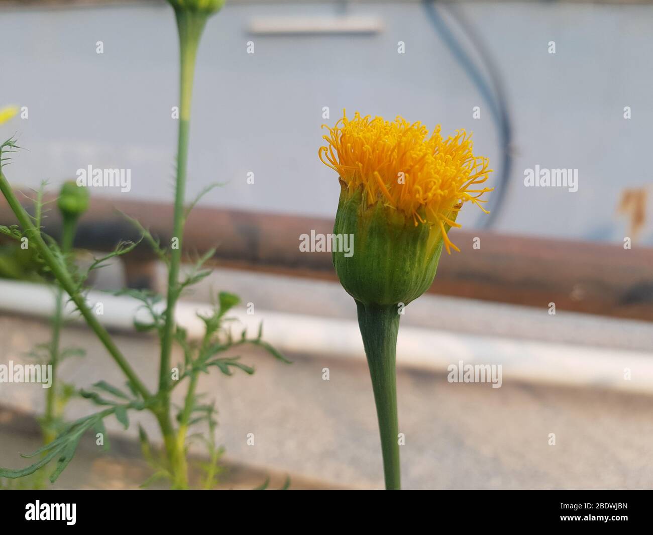 Beautiful marigold flowers on nature background Stock Photo - Alamy