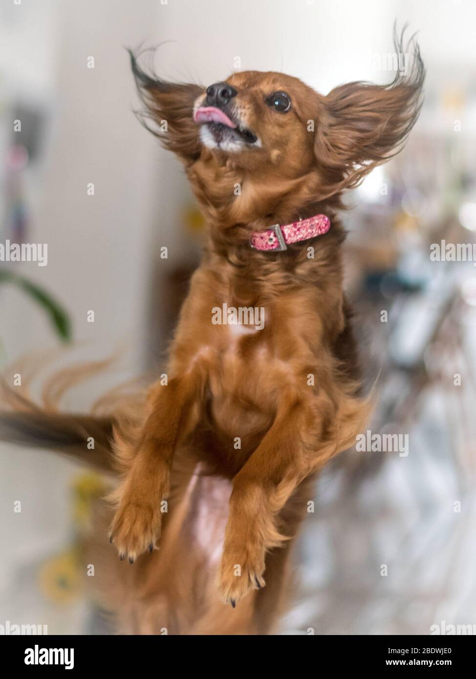 Isolated close up of a red hair dog jumping with a high key blurry ...