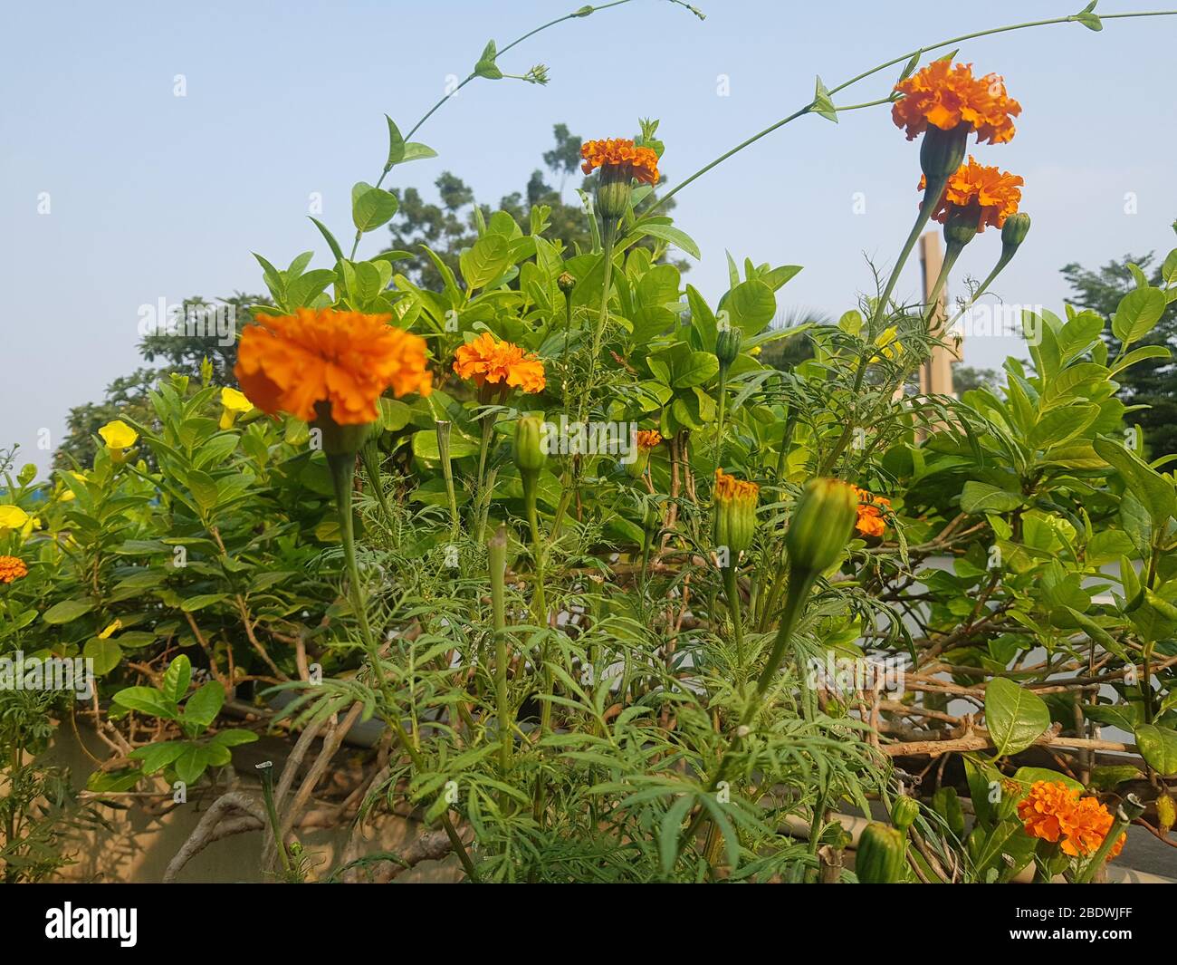 Beautiful marigold flowers on nature background Stock Photo - Alamy