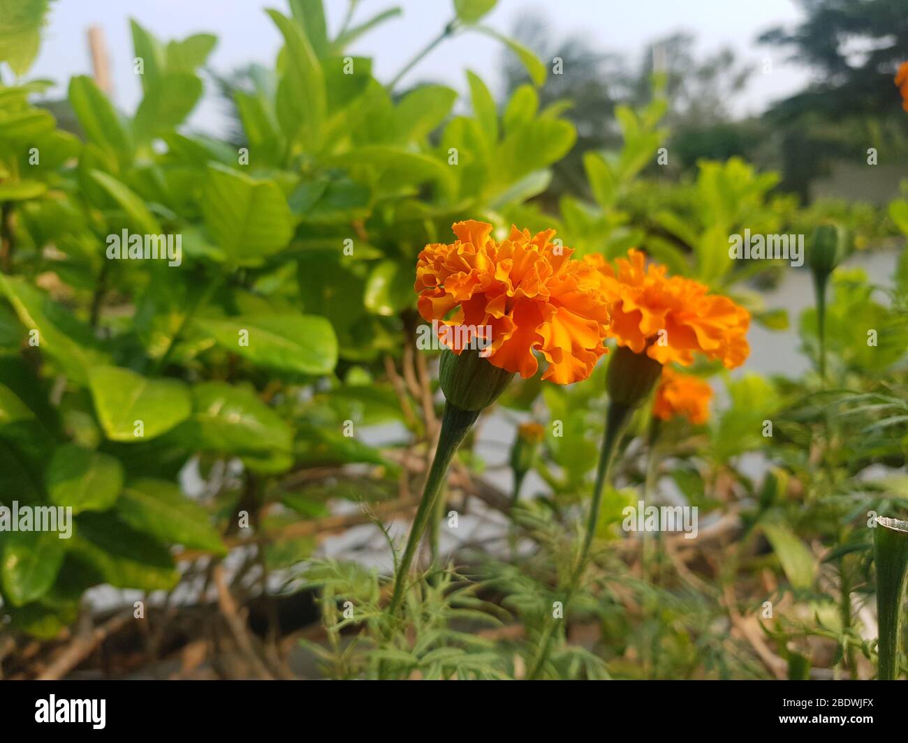 Beautiful marigold flowers on nature background Stock Photo - Alamy