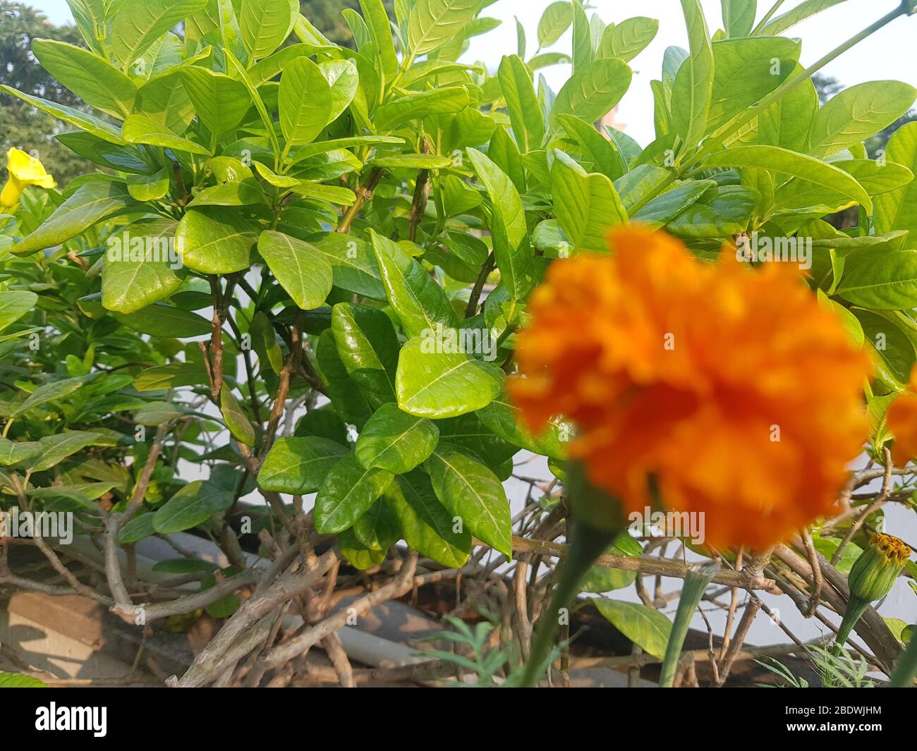 Beautiful marigold flowers on nature background Stock Photo - Alamy