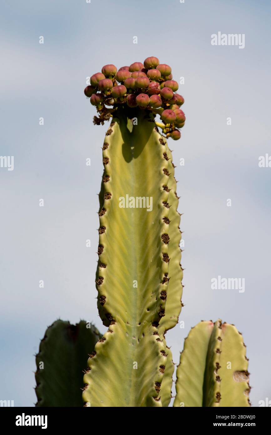 African cactus hi-res stock photography and images - Alamy