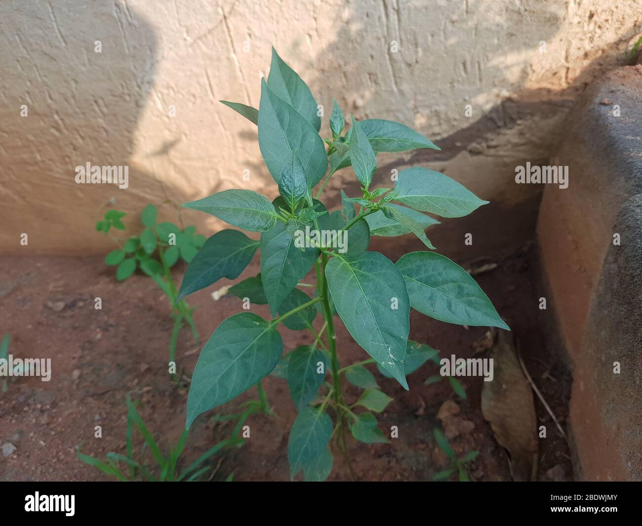A beautiful green chilli plant Stock Photo - Alamy