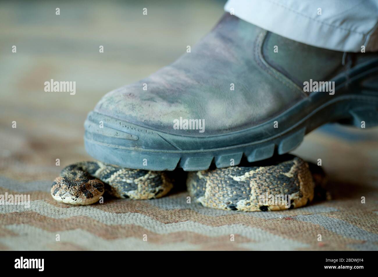 Puff Adder, Bitis arietans, under handler's boot, Ant's Hill Reserve ...