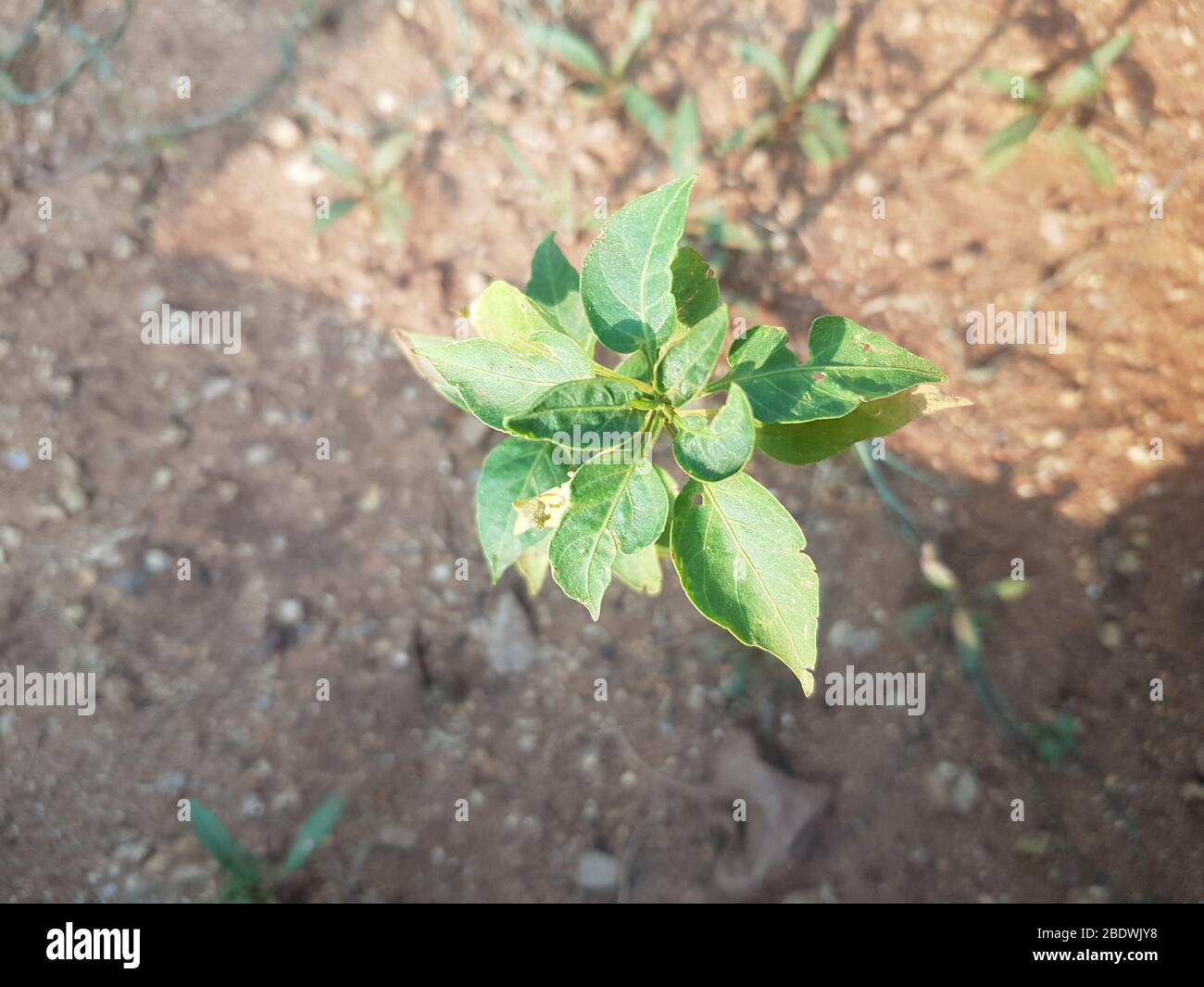 A beautiful green chilli plant Stock Photo - Alamy