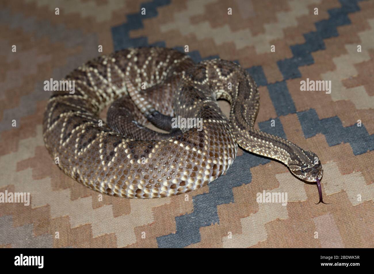 Rattlesnake crotalus durissus hi-res stock photography and images - Alamy