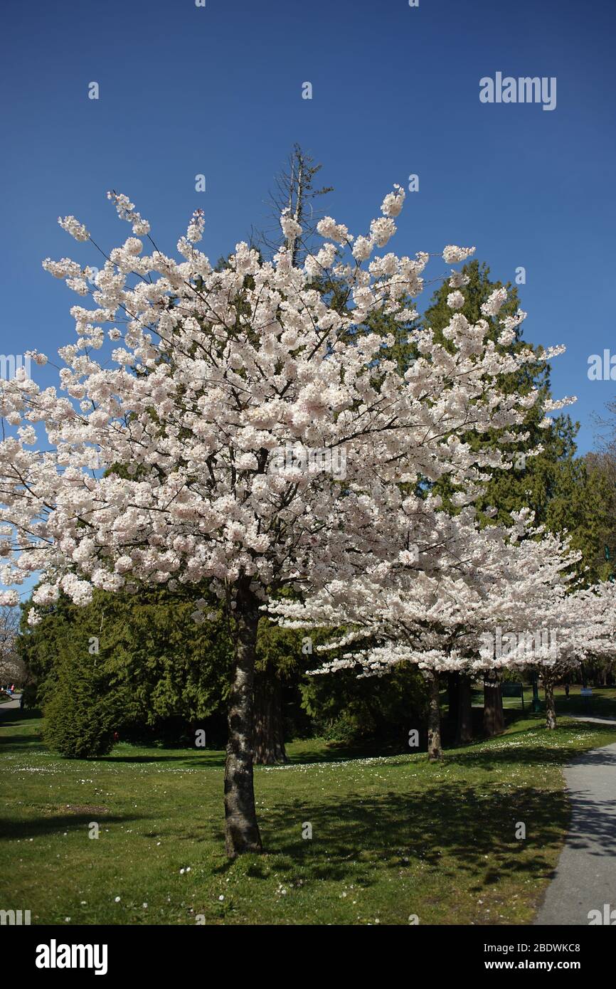 The scent of Spring Stock Photo - Alamy