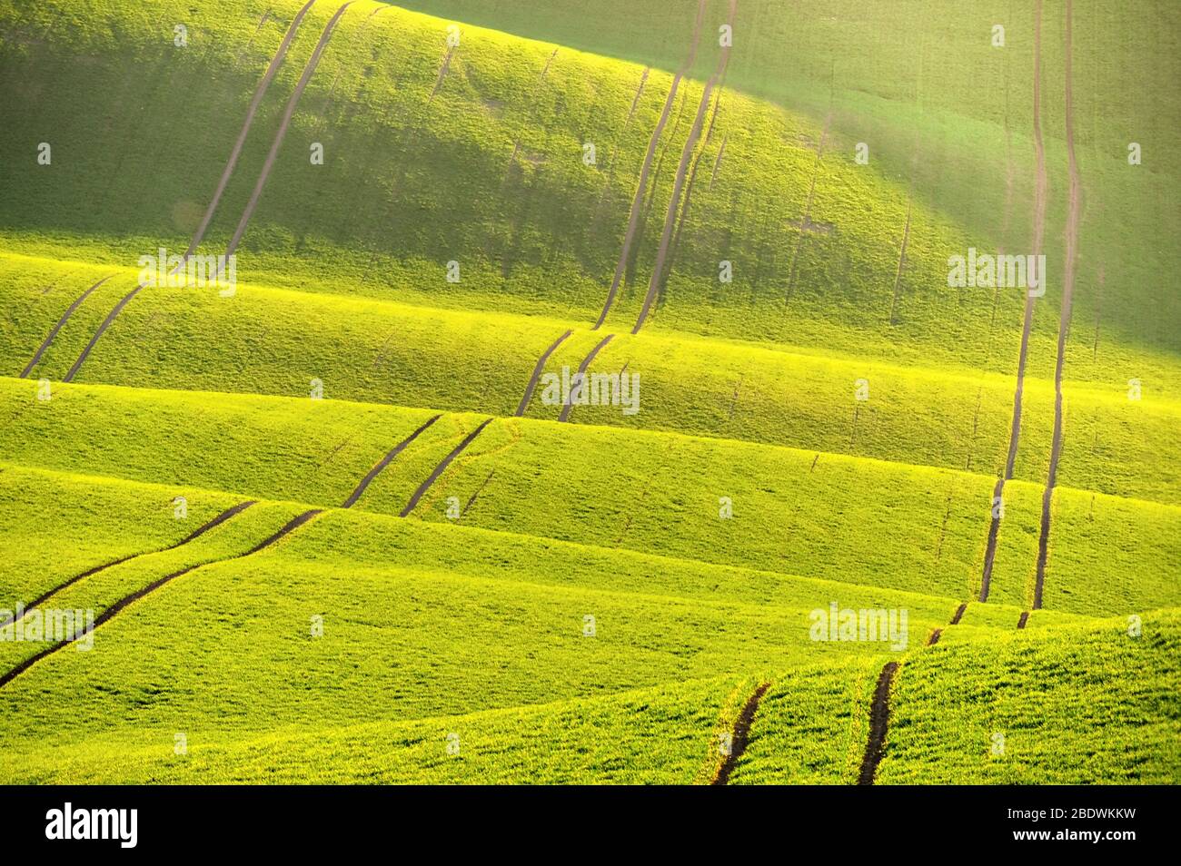 Beautiful spring landscape with field of grass hills at sunset. Waves ...