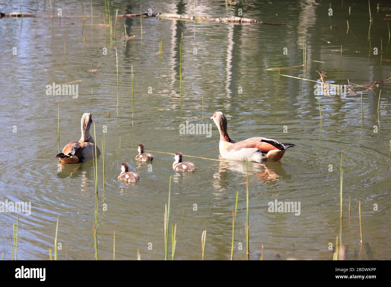 Egyptian goose in citypark Staddijk, Nijmegen the Netherlands Stock ...