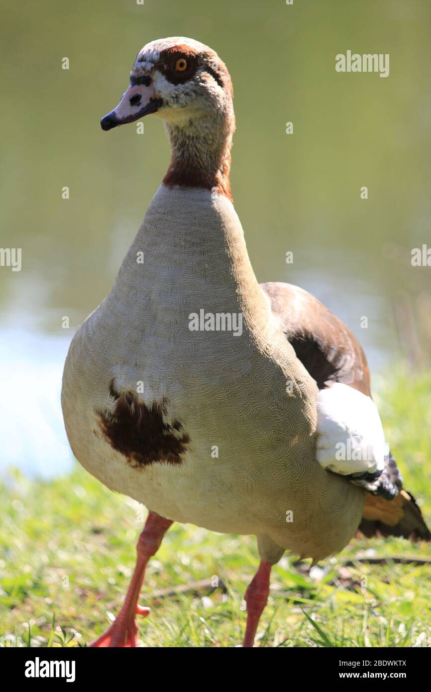 Egyptian goose in citypark Staddijk, Nijmegen the Netherlands Stock ...