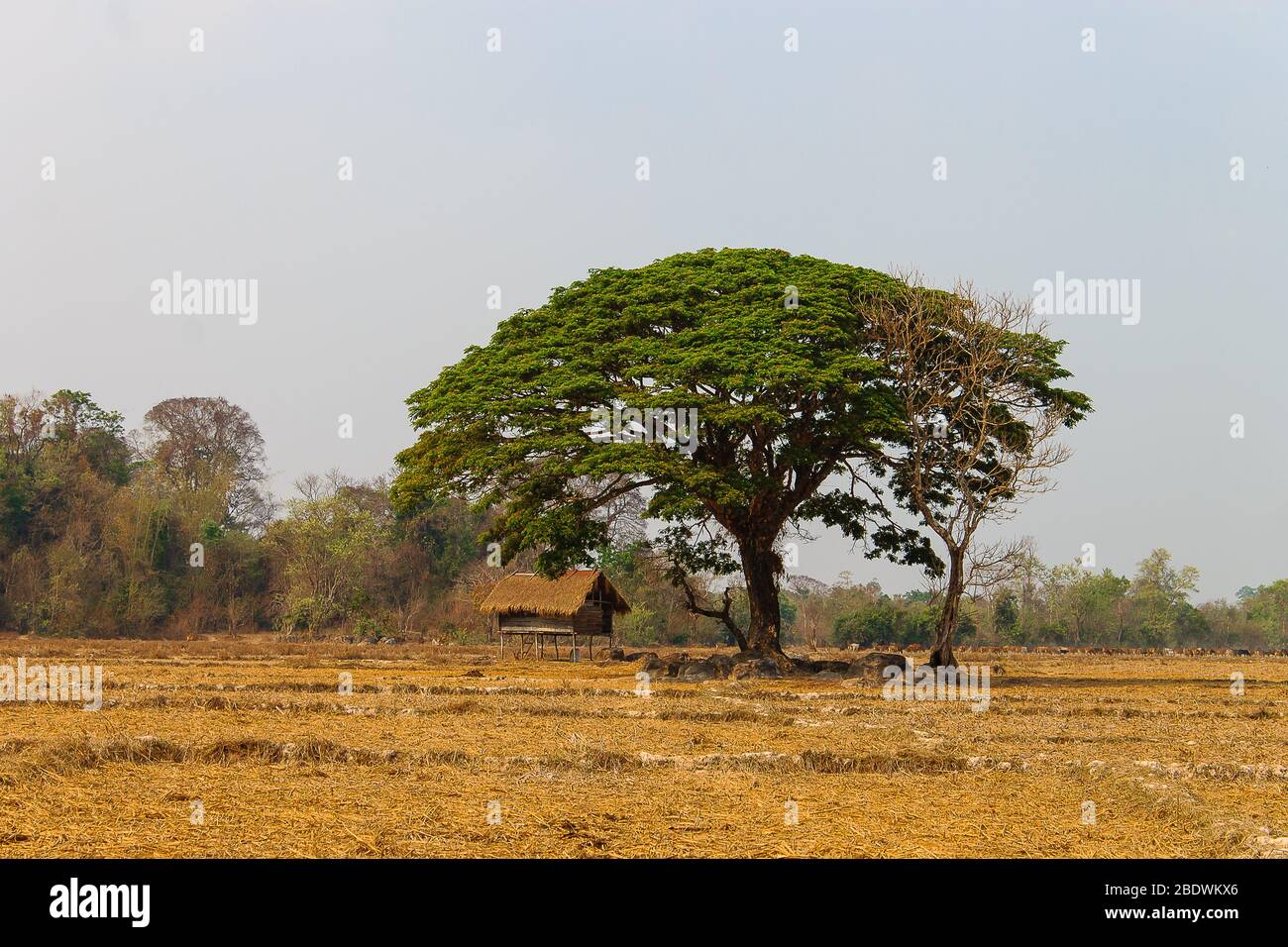 A tree and house at Ban Kiat Ngong Wetlands and ricefields - Champasak ...
