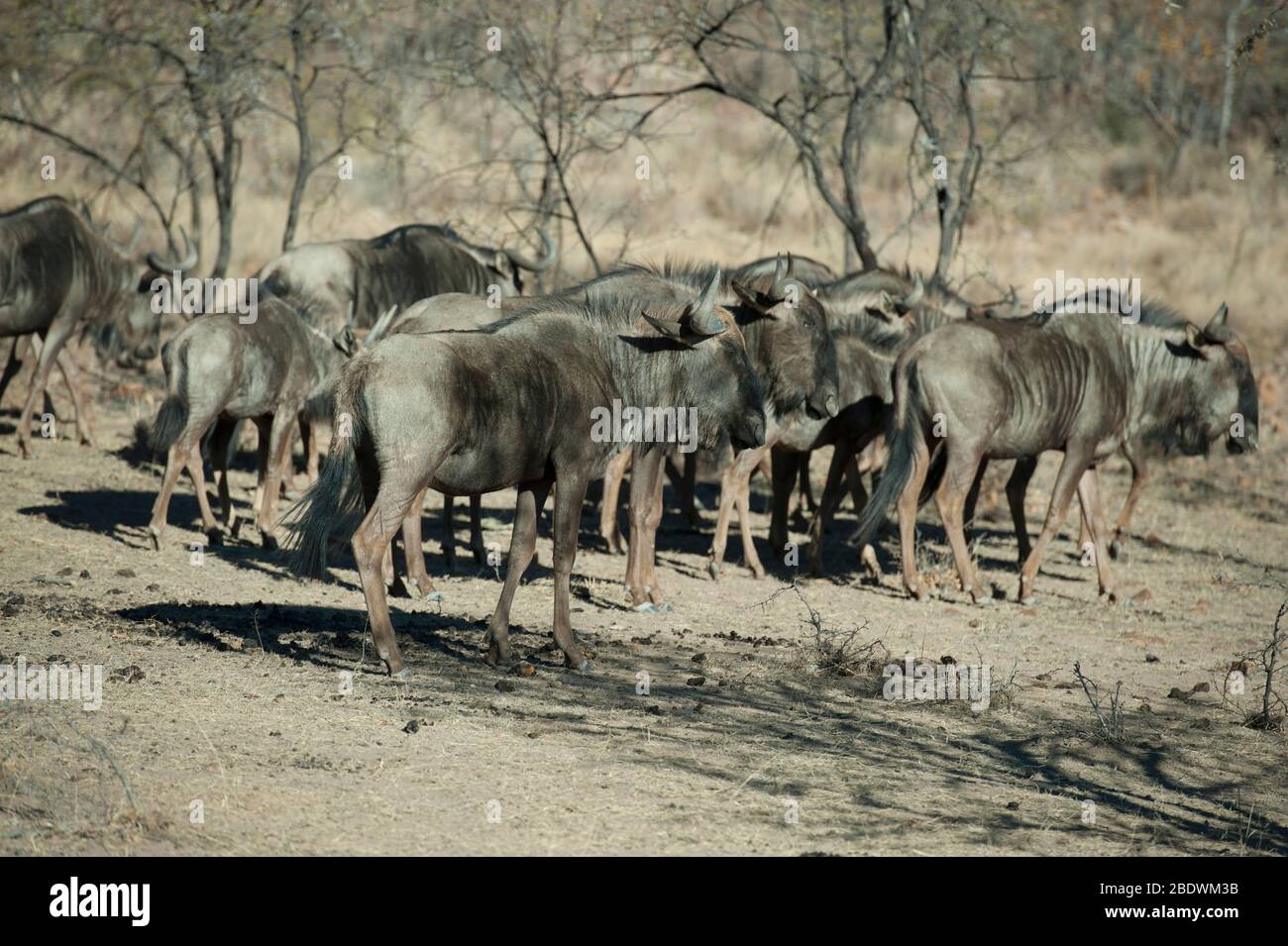 Vaalwater Limpopo South Africa