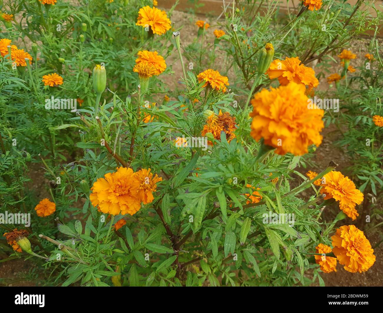 Beautiful marigold flowers on nature background Stock Photo - Alamy