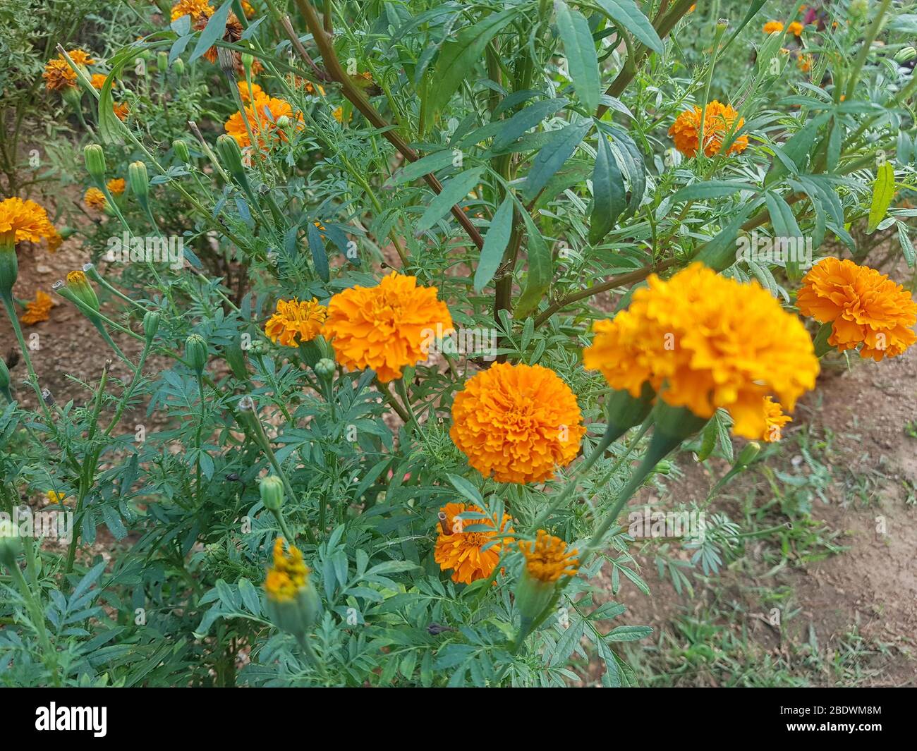 Beautiful marigold flowers on nature background Stock Photo - Alamy