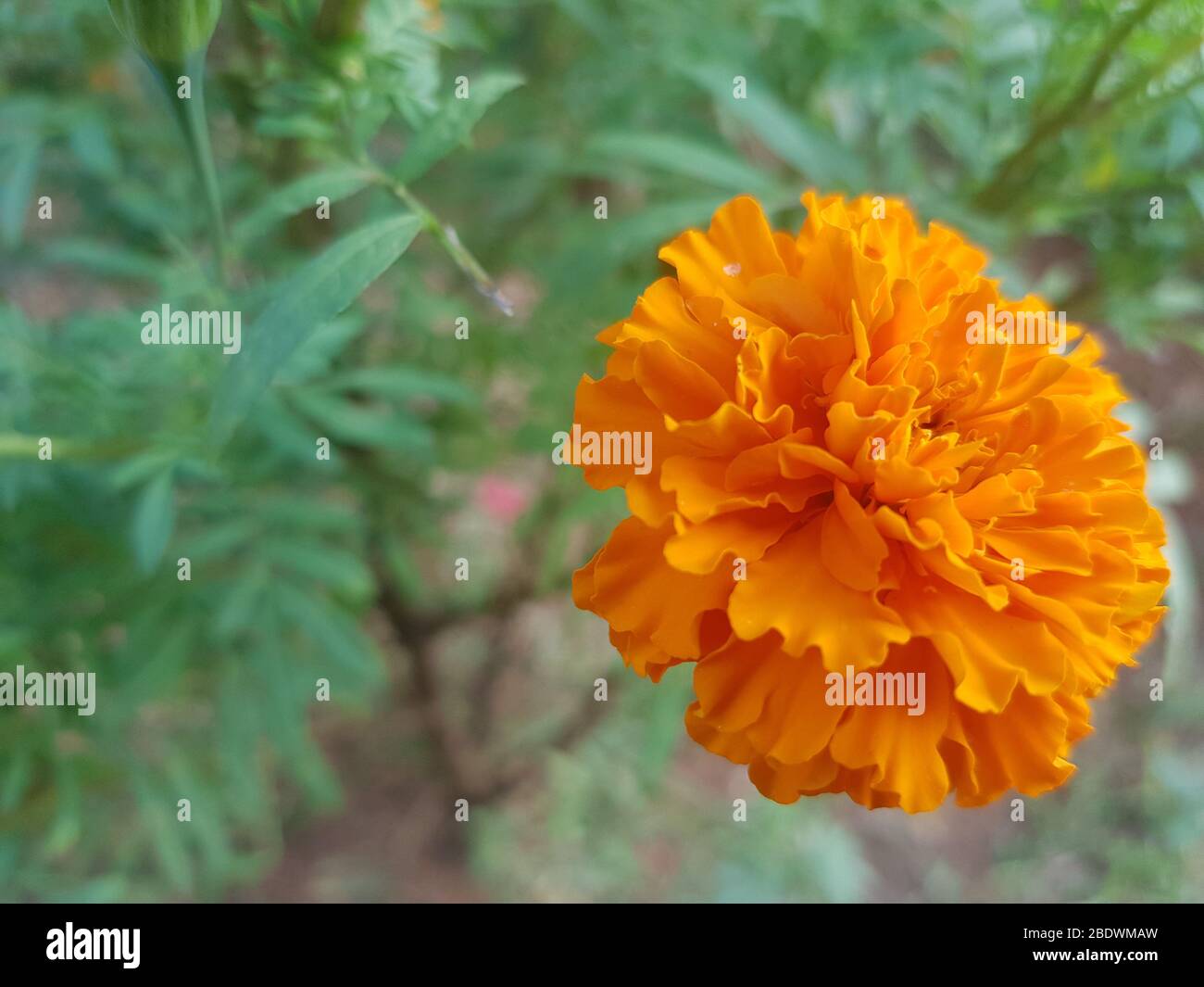 Beautiful marigold flowers on nature background Stock Photo - Alamy