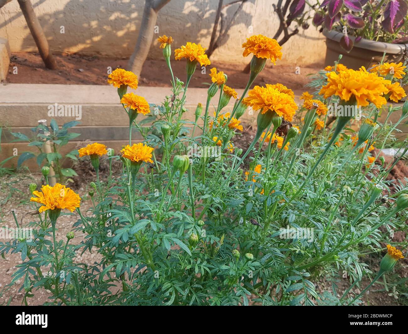 Beautiful marigold flowers on nature background Stock Photo - Alamy