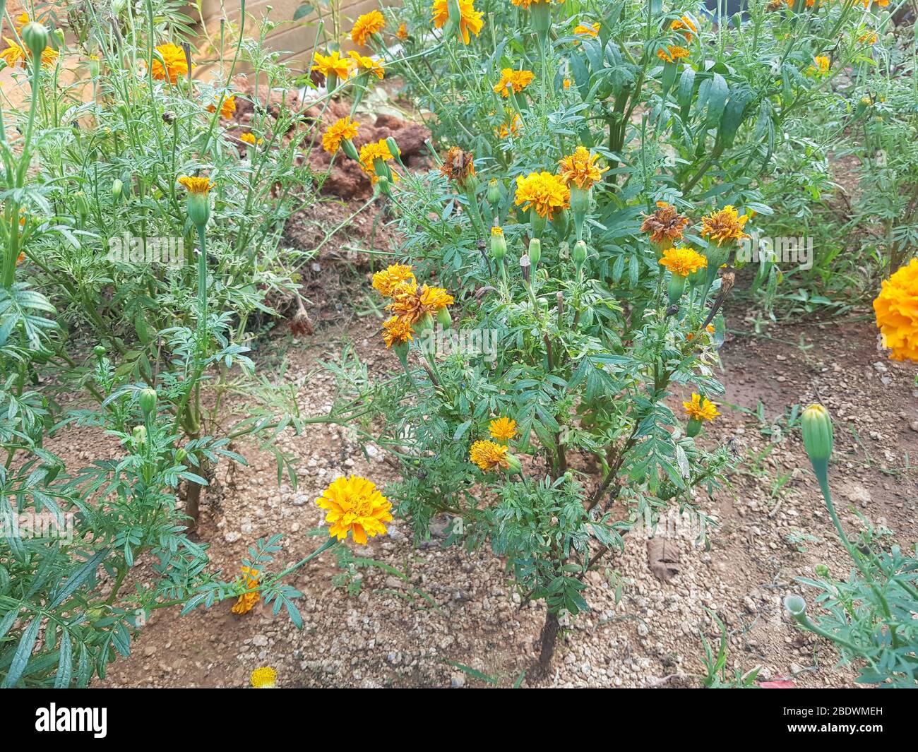 Beautiful marigold flowers on nature background Stock Photo - Alamy