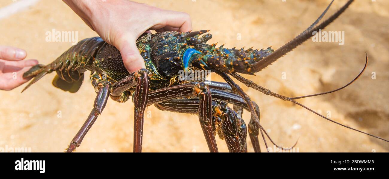 Live big lobster in the hands of people. Selective focus. nature Stock ...