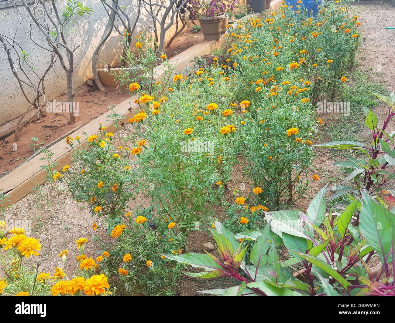 Beautiful marigold flowers on nature background Stock Photo - Alamy