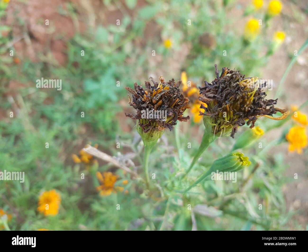 Beautiful marigold flowers on nature background Stock Photo - Alamy