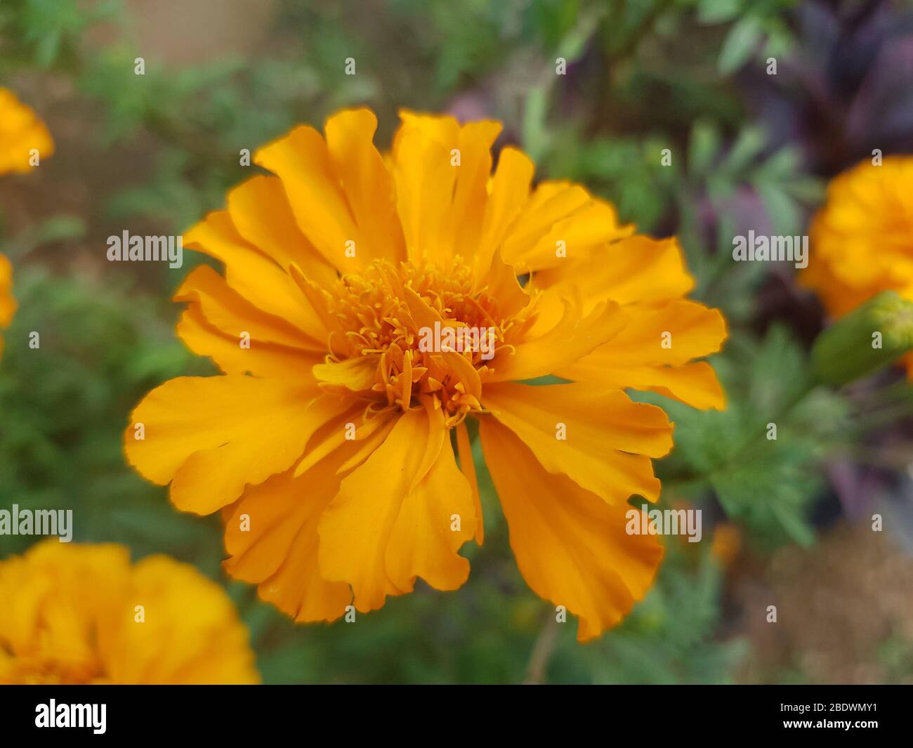 Beautiful marigold flowers on nature background Stock Photo - Alamy