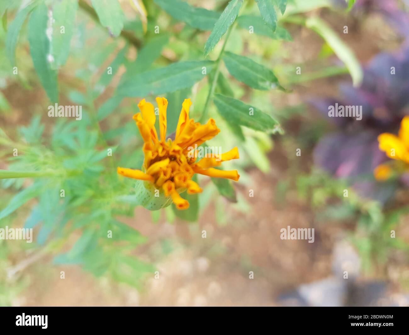Beautiful marigold flowers on nature background Stock Photo - Alamy