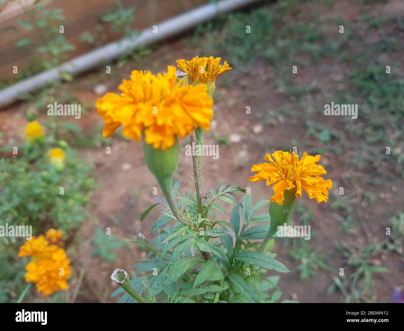 Beautiful marigold flowers on nature background Stock Photo - Alamy