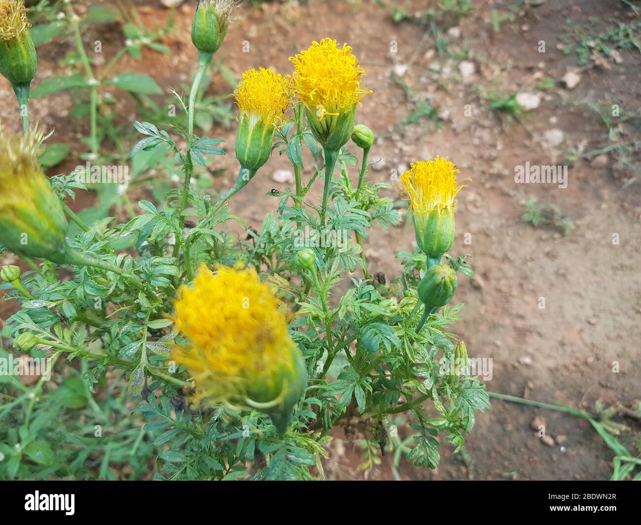 Beautiful marigold flowers on nature background Stock Photo - Alamy